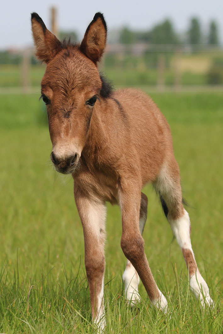 4 Balzanes ASBL - Les animaux du refuge